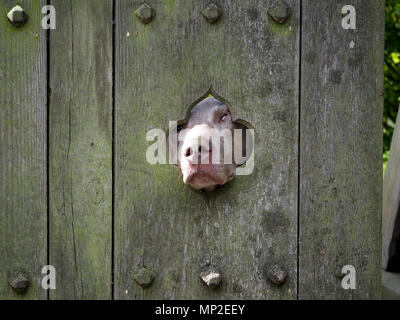 A hound peering through the gate in the stables at Broadway, Cotswolds ...