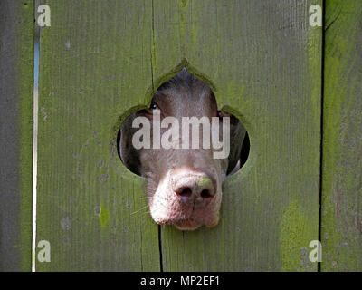 Dog peering through gate Stock Photo - Alamy