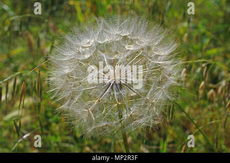 a mature seed-head of Tragopogon porrifolius, the Purple Goatsbeard or ...