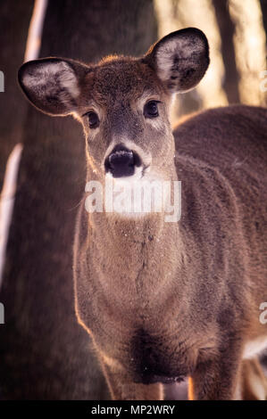 A closeup shot of a deer standing in the snowy winter forest Stock ...