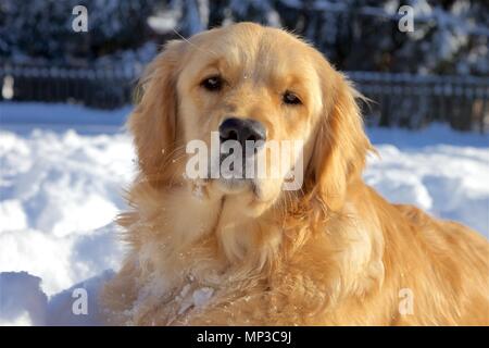 Golden Retrievers are one of the most beautiful breeds of dogs in the ...