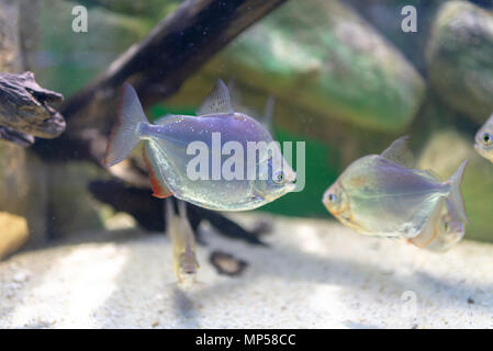 SPOTTED SILVER DOLLAR metynnis lippincottianus, ADULT Stock Photo - Alamy