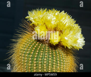 parodia leninghausii Notocactus leninghausii Golden Ball Cactus Lemon ...