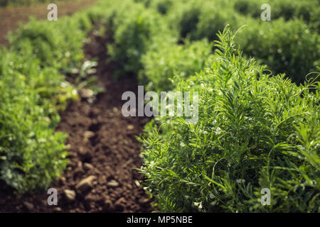 Close-up of lentil plant with white flowers. Lentil field. Detail of ...