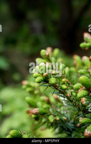 Flowering of coniferous tree. Christmas tree with young cones ...
