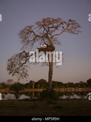 Farm, Pantanal, Mato Grosso do Sul, Brazil Stock Photo - Alamy