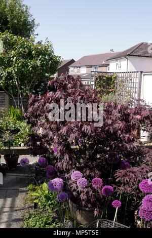 Acer Palmatum ‘Atropurpureum’. Purple Japanese maple trees in autumn at ...
