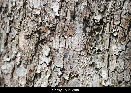 The bark of plum tree close up as a background Stock Photo - Alamy
