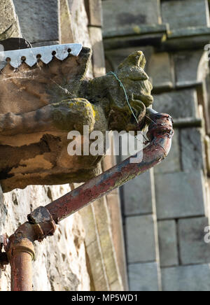 Cast iron drain pipe and gargoyle on a church wall coverd in ivy Stock ...