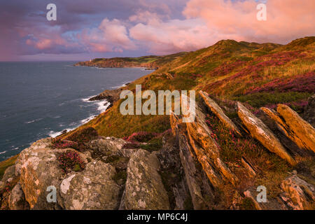 Heather on Morte Point with Bull Point beyond on the North Devon ...