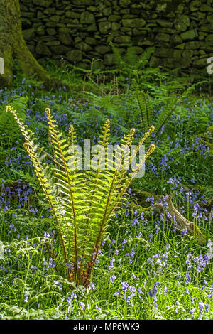 Lake Grasmere Springtime In May Traditional Lakeland Cottages Around ...