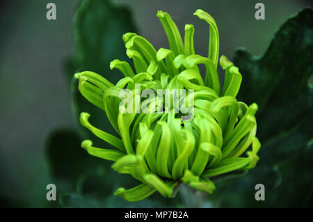 Tianji, Tianji, China. 21st May, 2018. Tianjin, CHINA-Chrysanthemum ...