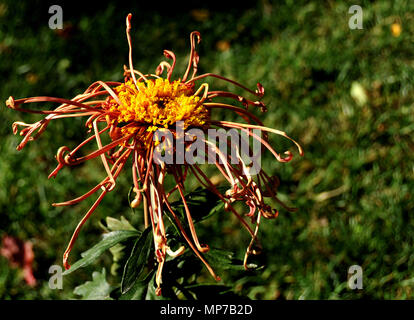 Tianji, Tianji, China. 21st May, 2018. Tianjin, CHINA-Chrysanthemum ...