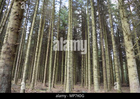 the pineapple and Dunmore house near airth Scotland,big trees Stock ...