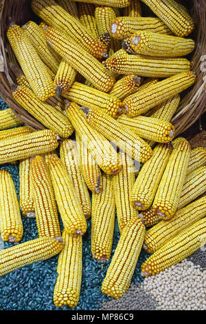 Big Bunch of Yellow Maize Corn Cob Ears Stock Photo - Alamy