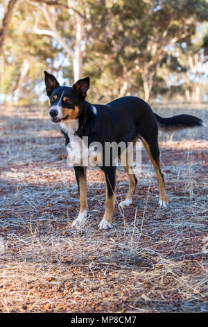 Tri coloured kelpie in paddock Stock Photo - Alamy