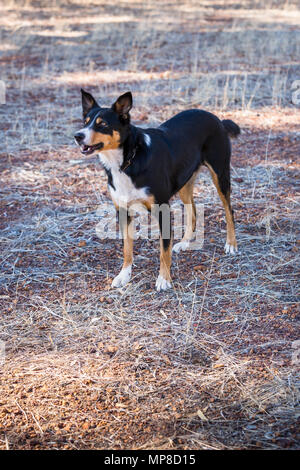 Tri coloured kelpie in paddock Stock Photo - Alamy