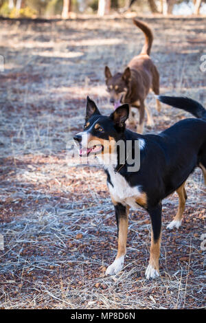 Tri coloured kelpie in paddock Stock Photo - Alamy