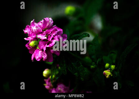 Purple peony tulips in the field. Spring blurred background, postcard ...