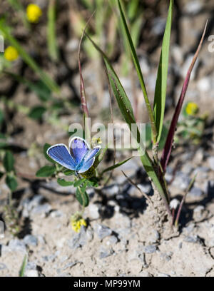 Plebejus idas, the Idas blue or northern blue, is a butterfly of the ...