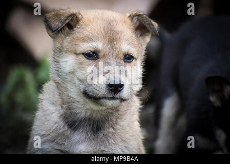 A sad young dog with downcast ears behind an aviary hedge in an animal ...