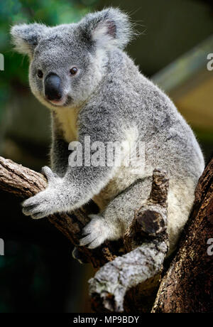 The Koala Bear, a marsupial, is native to Eastern Australia. It feeds ...