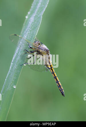 Dragonfly Insect Sitting on Plant Macro Portrait Stock Photo - Alamy