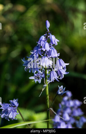 Spanish bluebells, Hyacinthoides hispanica, in full blue flower in a ...