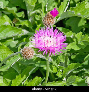 Centaurea hypoleuca John Coutts. Knapweed Stock Photo - Alamy