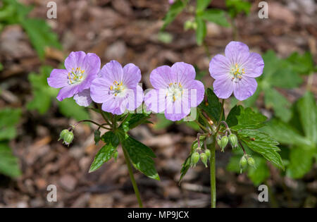 Geranium Vickie Lynn Stock Photo - Alamy