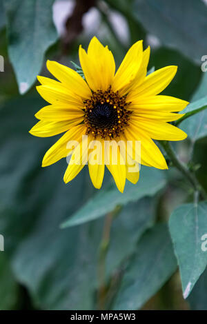 Sunflower in Spring. June 2017 - Los Angeles, California USA Stock ...
