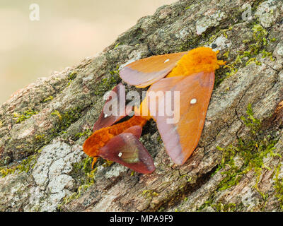 Southern Pink-striped Oakworm Moth (Anisota pellucida Stock Photo - Alamy