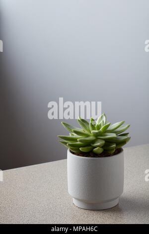 Cactus in pot on marble table. pastel color or vintage style. copy ...