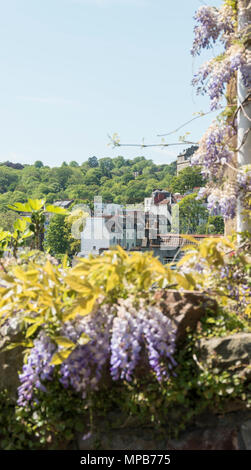 A bright, colourful view across a residential garden - a sunlit locust ...