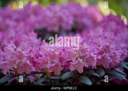 Pink Rhododendron "Kalinka" flowers blossom Stock Photo - Alamy