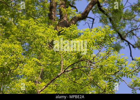 Gemeine Esche, Gewöhnliche Esche, Blätter, Blatt und unreife, grüne ...