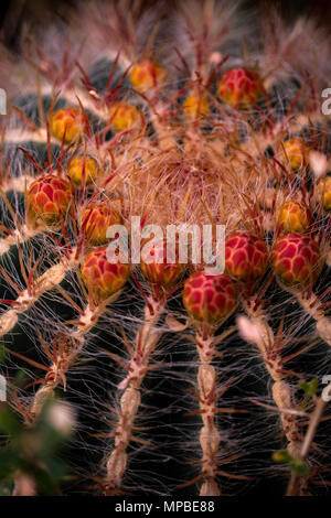 Mexican Lime Cactus (Ferocactus pilosus) barrel cactus blooming Stock ...