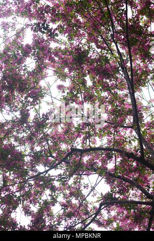 Branches of Crabapple Tree with Pink Blossoms blooming in spring Stock ...