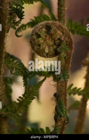 Unwinding fern rachis tip revealing coiled pinnae and pinna that will ...