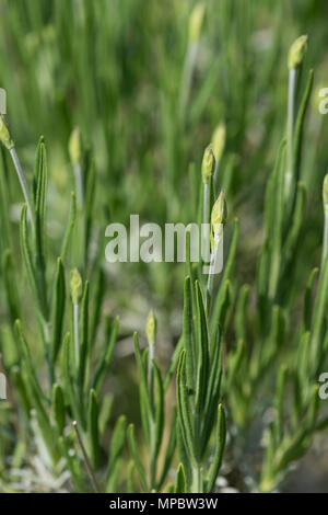 English Lavender, Lavandula angustifolia, "Silver Mist' at Cleveland ...