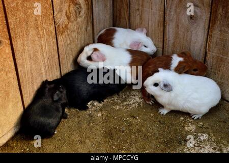 Cuy farm in GRANJA PORCON - Evangelical cooperative - Department of ...