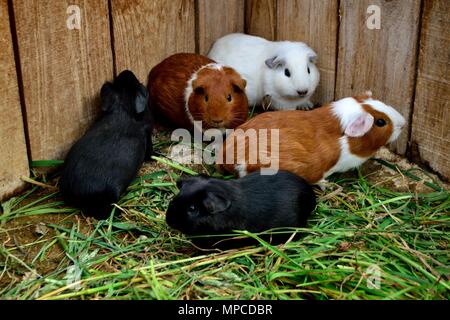 Cuy farm in GRANJA PORCON - Evangelical cooperative - Department of ...