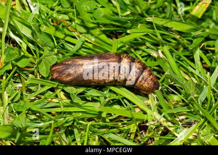 Elephant hawk-moth pupa, East Sussex, UK Stock Photo - Alamy