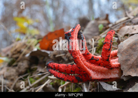 Clathrus archeri, known as octopus stinkhorn, or devil's fingers, is a ...