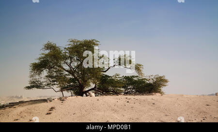 Legendary tree of life in Bahrain desert, Kingdom of Bahrain Stock ...