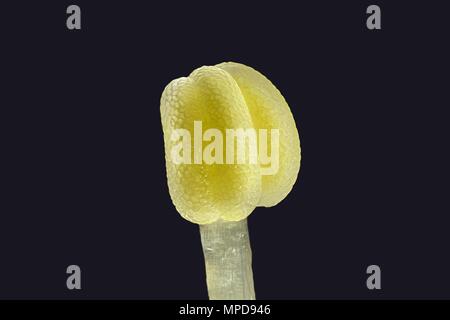 Stamen of a willow, Salix phylicifolia, a microscope image Stock Photo ...