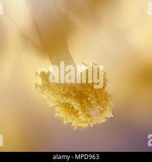 Pollen of a willow, microscope image Stock Photo - Alamy