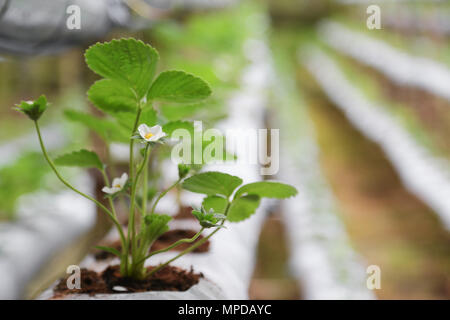 Strawberry grow using plasticulture method in a cool and humid climate ...