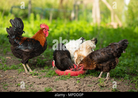Roots and chickens in natural environment Stock Photo - Alamy
