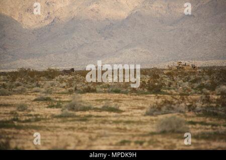 A donkey and an Abrams Tank, assigned to the 2nd Brigade, 1st Cavalry ...